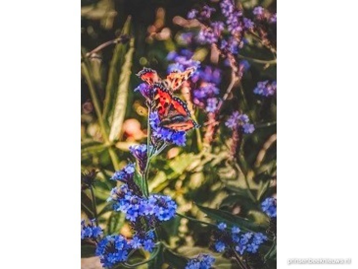 Thema-avonden over dementie en geloven | Prinsenbeeknieuws