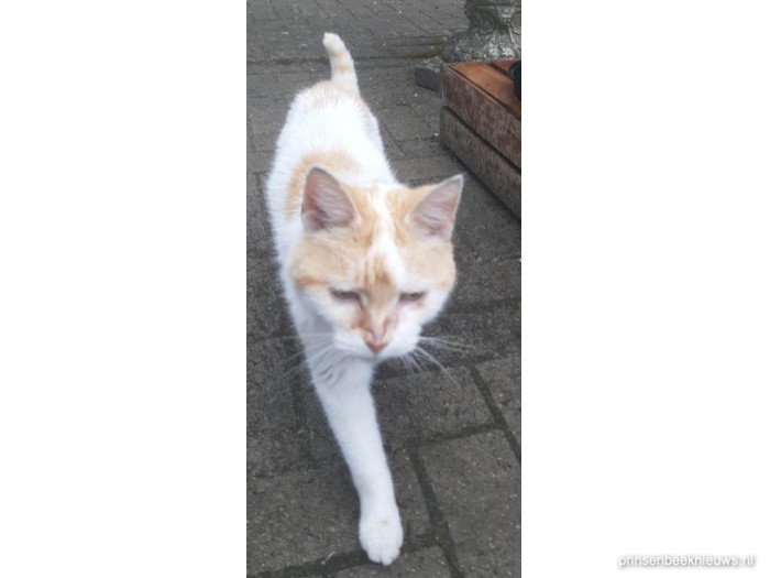 Kat loopt rond bij Hagedonk | Prinsenbeeknieuws