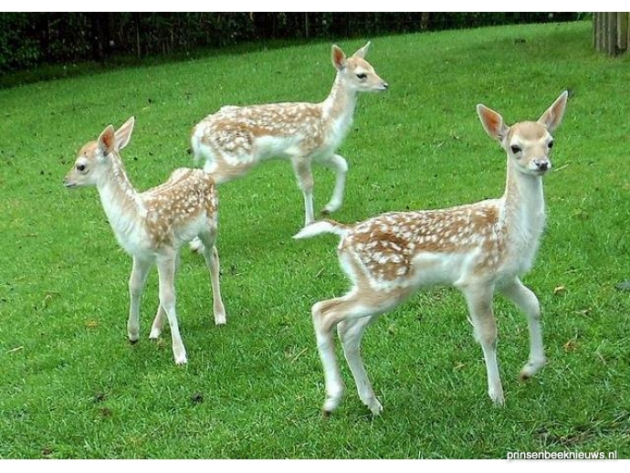 De jonge hertjes van het park | Prinsenbeeknieuws